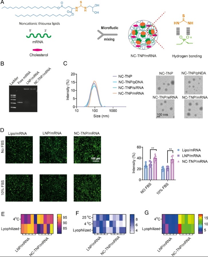 Progress in mRNA Delivery-Novel LNPs Take the Stage – Creative Biolabs ...