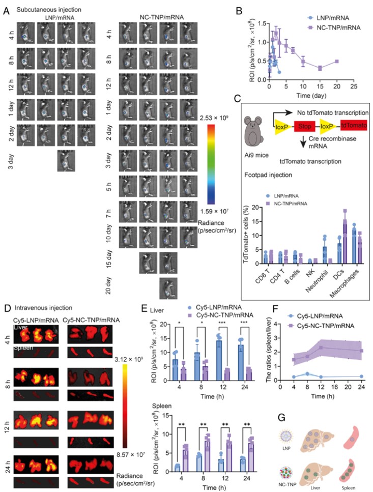 Progress in mRNA Delivery-Novel LNPs Take the Stage – Creative Biolabs ...