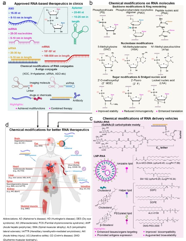 Chem.Rev: Research Progress of the Chemically Modified RNA Therapy ...