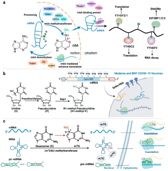 Chem.Rev: Research Progress of the Chemically Modified RNA Therapy ...