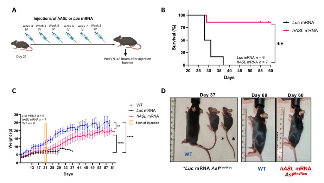Science: mRNA Therapies for Rare Liver Genetic Diseases – Creative Biolabs mRNA Blog