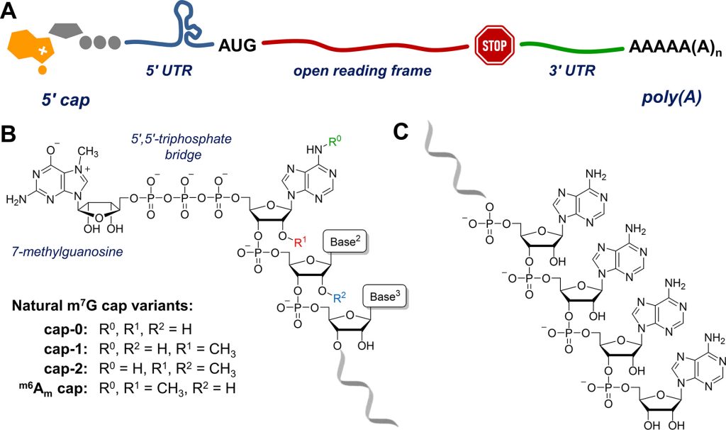 Unlocking the Therapeutic Potential of mRNA Modifications – Creative ...