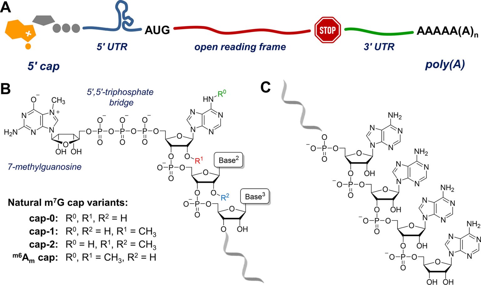 Unlocking the Therapeutic Potential of mRNA Modifications – Creative Biolabs mRNA Blog
