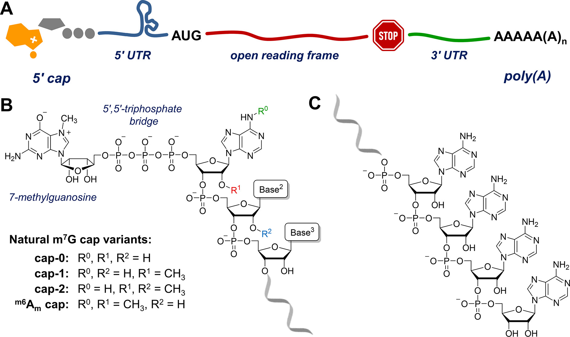 Unlocking the Therapeutic Potential of mRNA Modifications – Creative ...