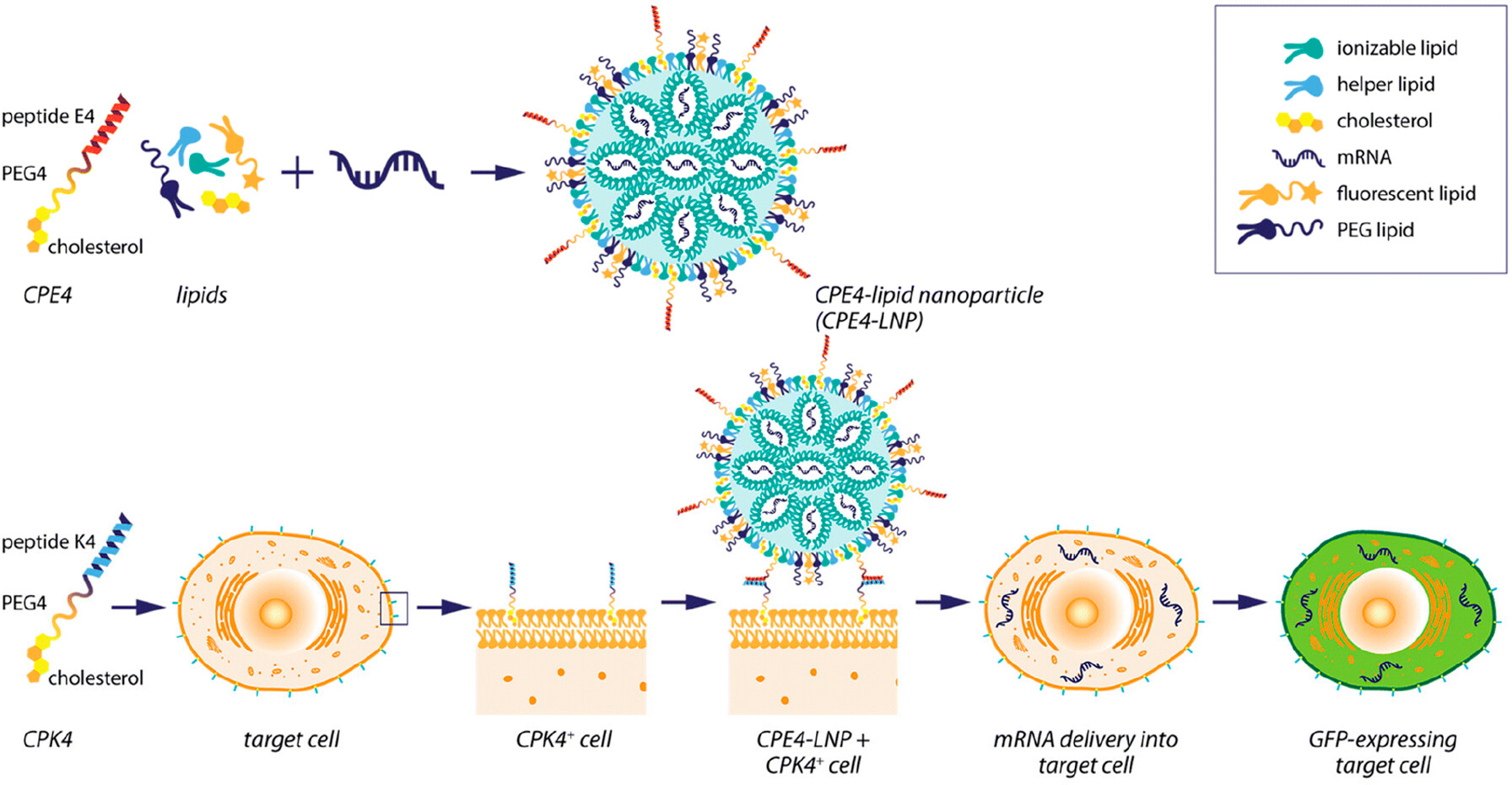 Unleashing the Potential of mRNA Technology: From Vaccines to Precision ...