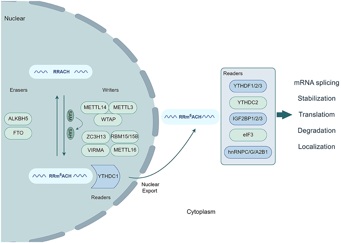 The Role of m6A RNA Modification in Influenza A Virus Infection and Host Immune Response ...